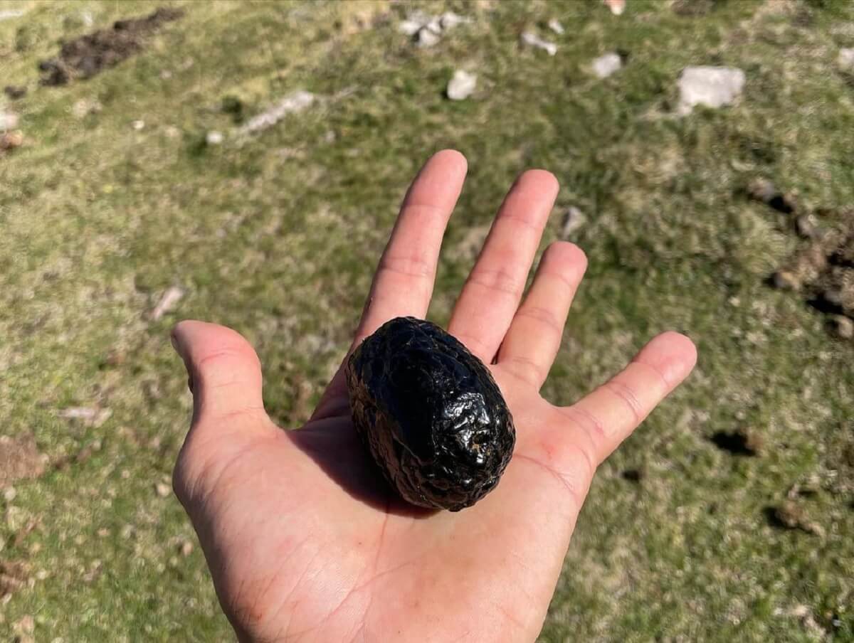 Cazan un viejo sarrio de 20 años con una piedra bezoar en su interior