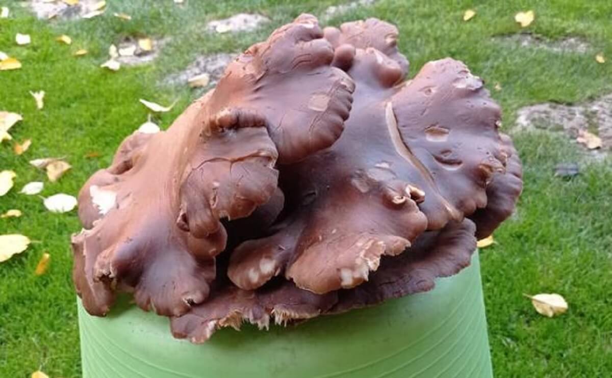 Encuentran una seta de cardo gigante en Valladolid y dos grandes ...