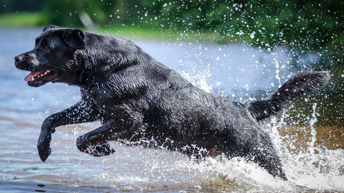 Asombroso cobro de un labrador retriever en un río congelado