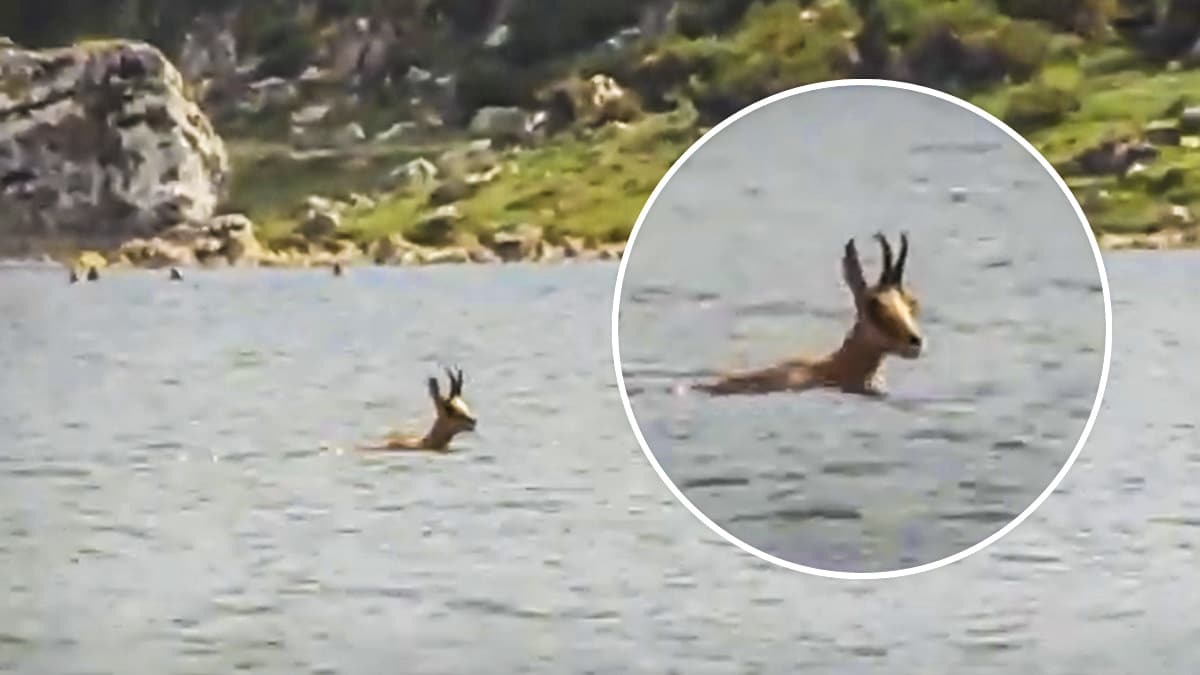 Un cazador graba a un rebeco cruzando a nado uno de los lagos de Covadonga