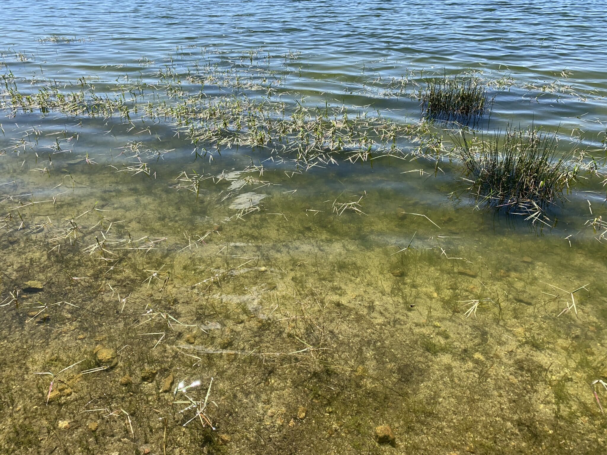Todo lo que debes saber para pescar con éxito en el cauce de un río