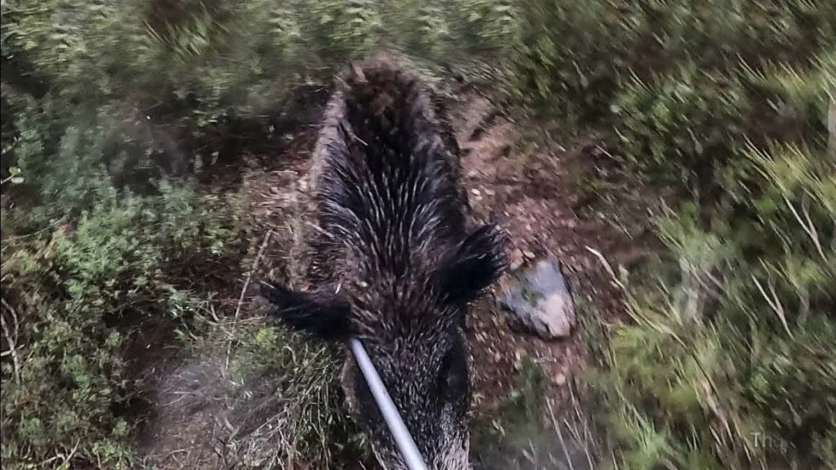 Un cazador graba cómo un jabalí le ataca sin darle tiempo a abrir fuego ...