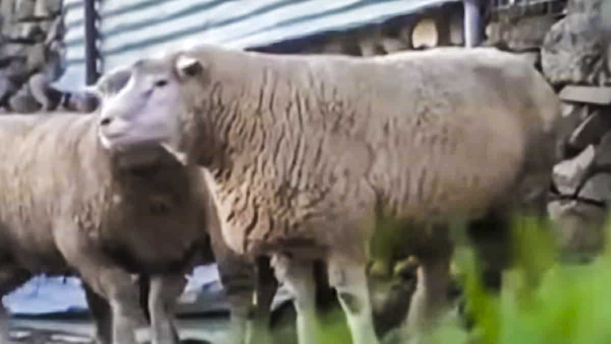 Un ganadero de Cáceres logra criar un carnero de 200 kilos de peso