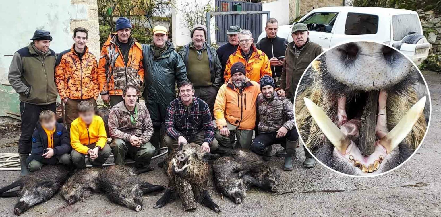 Cazan uno de los jabalíes más grandes de España en Álava
