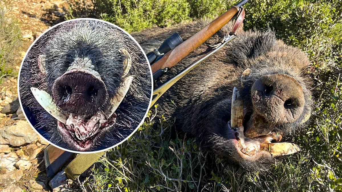 Un cazador abate a solo 10 metros un jabalí con unos increíbles ...