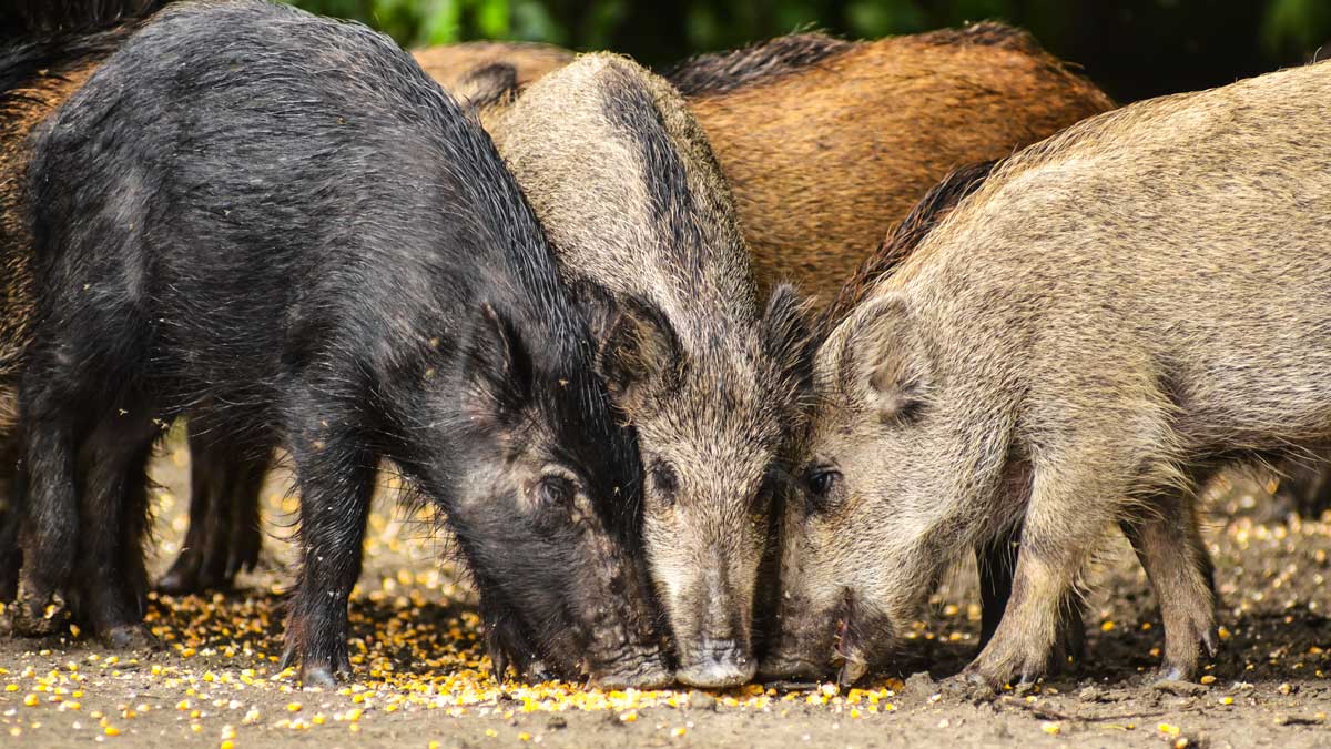 ¿Qué doy de comer a los jabalíes?