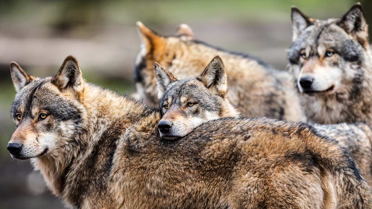 Francia sí protege a su mundo rural: cazó 168 lobos en 2022 a pesar de ...
