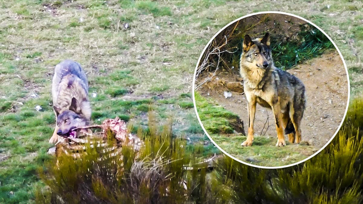 Un hombre se encuentra frente a frente con dos lobos y graba estas ...