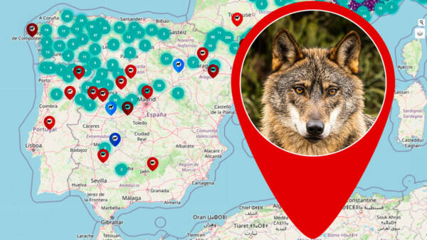 Crean un mapa para que los ganaderos registren los ataques de lobos al ...