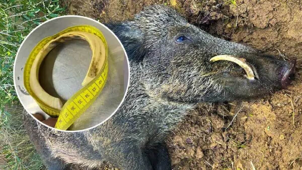 Los 12 mejores trofeos de caza de 2022 - Revista Jara y Sedal