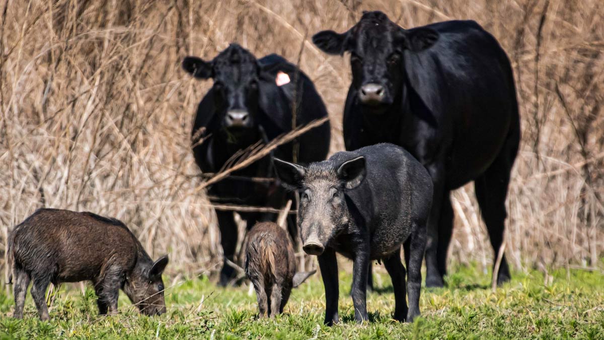 Un nuevo estudio recomienda cazar más jabalíes para frenar la ...