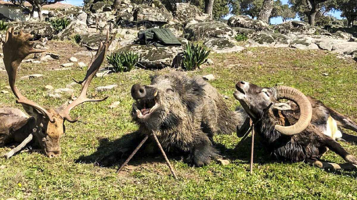 Caza en Ávila en un mismo rececho un gamo, un muflón y un jabalí y ...