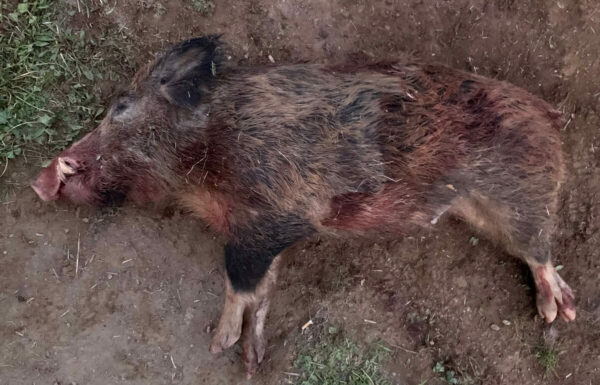 Aparece uno de los casos de hibridación del jabalí más raros en Córdoba ...