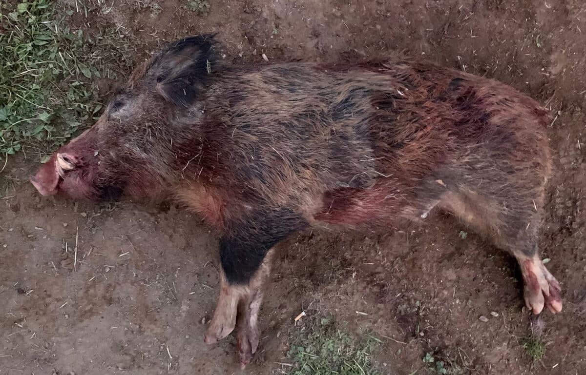 Aparece uno de los casos de hibridación del jabalí más raros en Córdoba ...