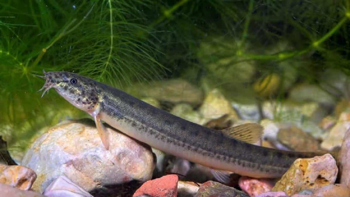 La gran invasión de las lochas que nadie se esperaba - Revista Jara y Sedal