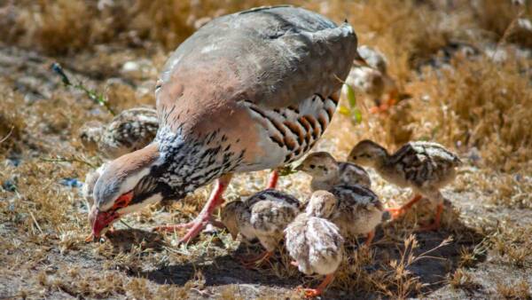 Descubren en las perdices silvestres un genoma diferente de las de ...
