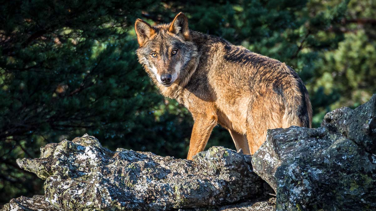 ¿Cuántos lobos hay actualmente en España?