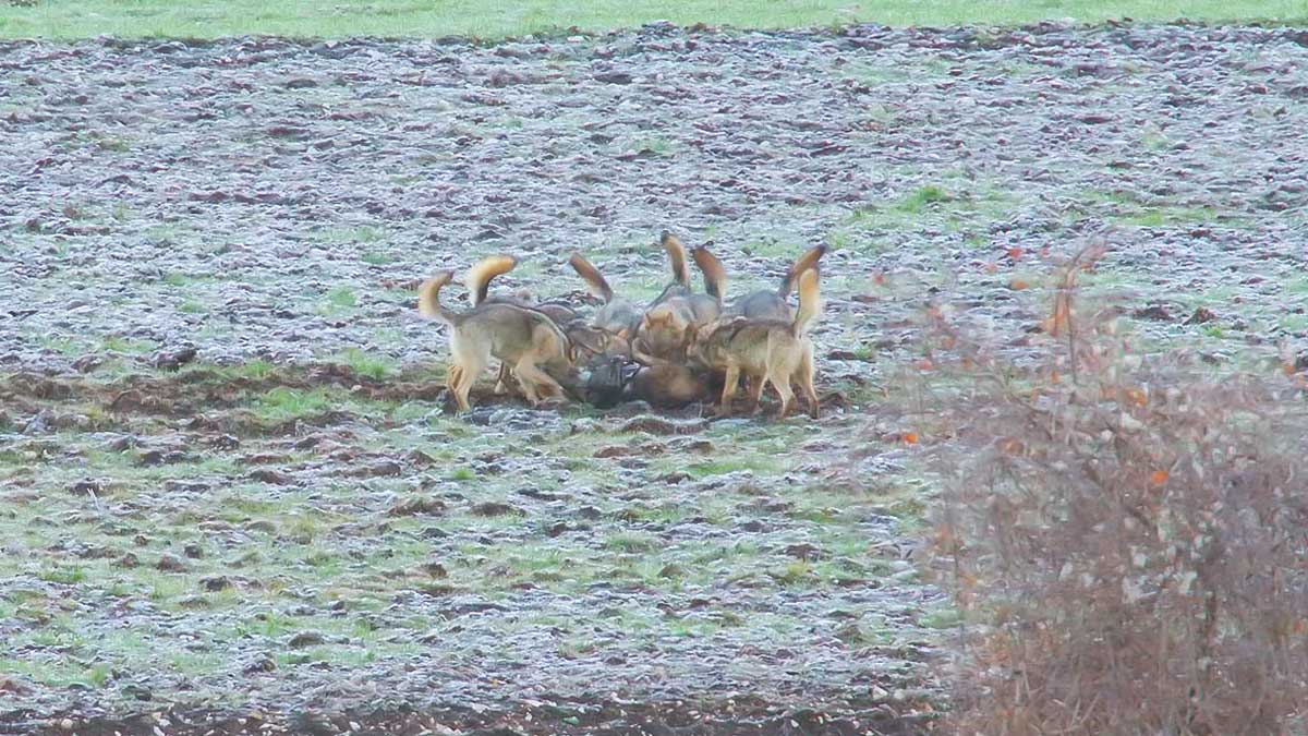 Así tratan las manadas de lobos a los machos solitarios que entran en ...