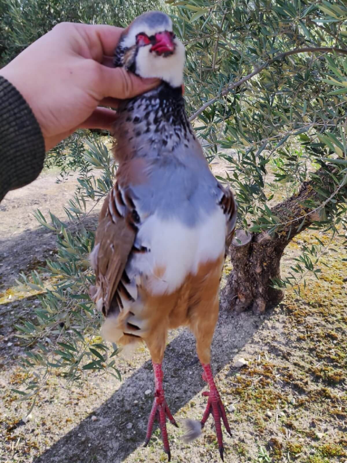 Caza el mejor macho de perdiz con reclamo que podía esperar: un raro ...