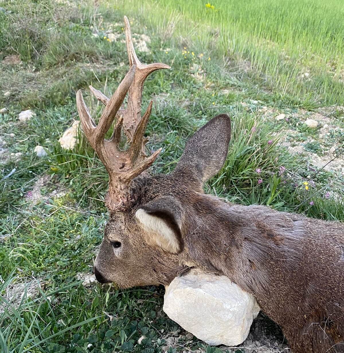 Cazan un corzo medalla de oro con una increíble cuerna de ocho puntas ...