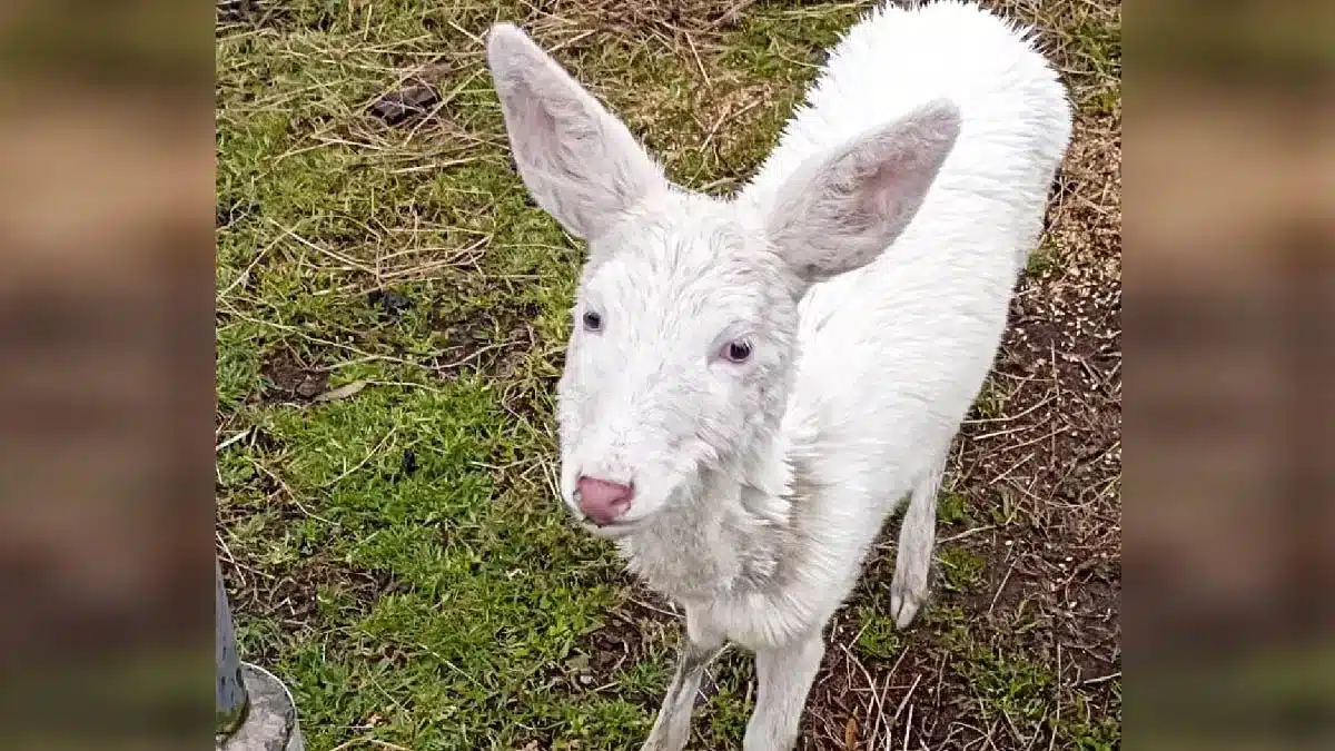 Descubren un corzo blanco en un monte de Galicia y lo llevan a un ...