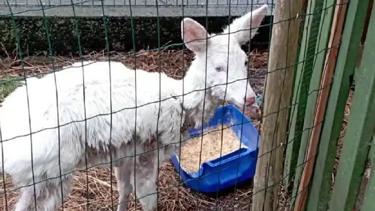 Muere la corza blanca capturada en un monte de Galicia