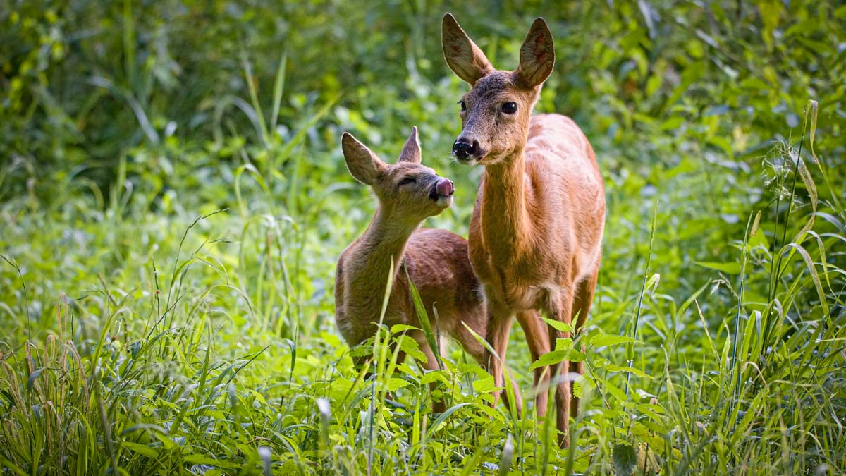 Castilla-La Mancha propone cazar corzos juveniles en abril y corzas en ...