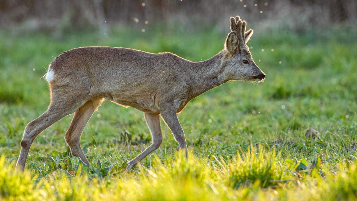 Científicos españoles estudian una nueva enfermedad emergente en corzos