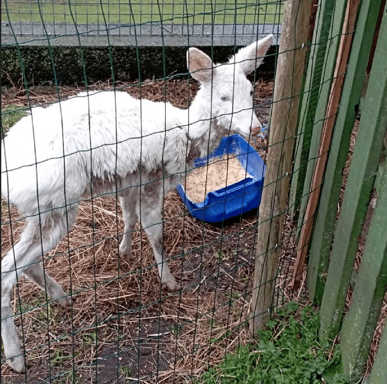 Descubren un corzo blanco en un monte de Galicia y lo llevan a un ...