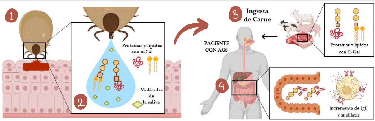 Así es el síndrome de alfa-Gal que puedes padecer si te pica una garrapata