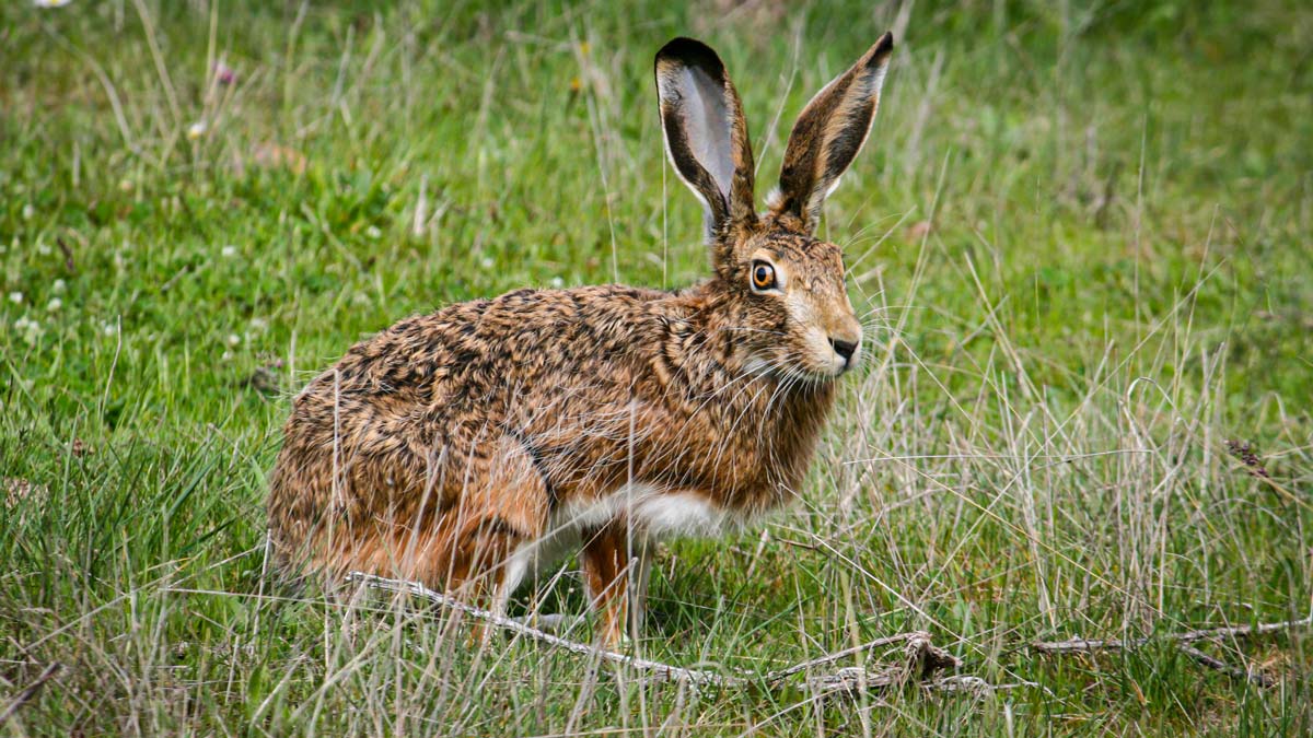 Un nuevo estudio hace temer una evolución de la mixomatosis en liebres ...