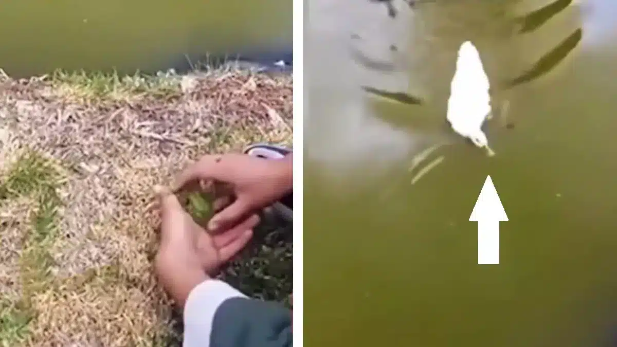 Un niño libera una rana en un estanque, pero la naturaleza le da una ...