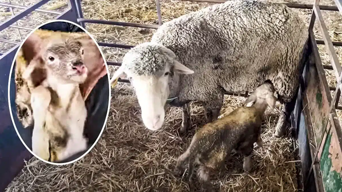 Esta vieja técnica que usaban los pastores permite salvar la vida de un ...