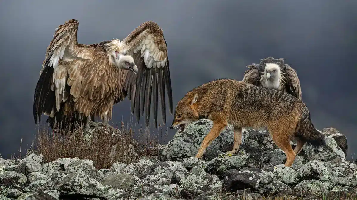 El chacal, que ya ha aparecido en España, asentado oficialmente en ...