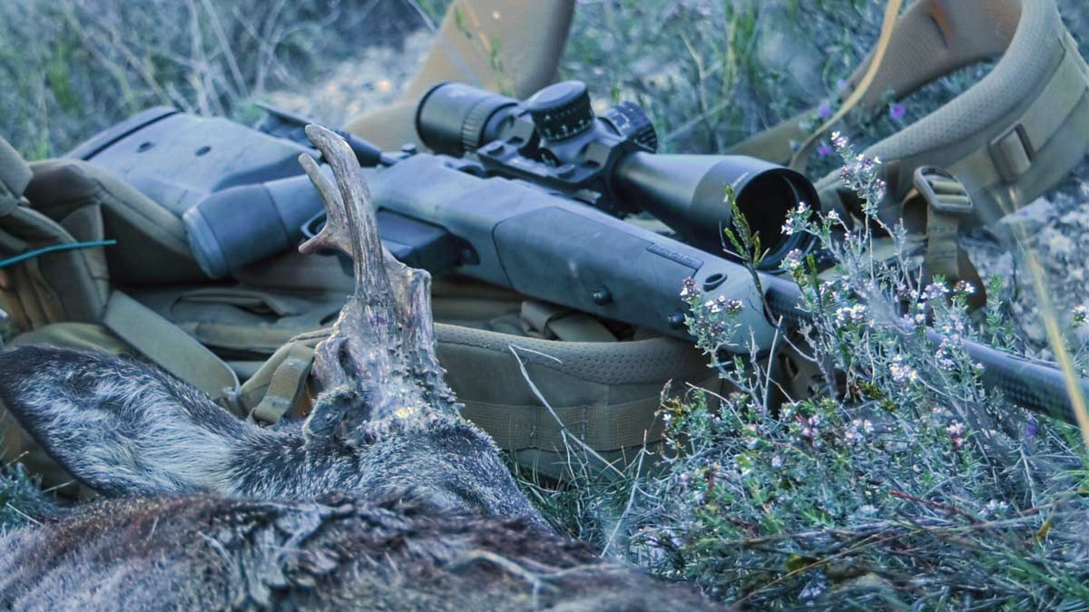 El corzo raro de Guadalajara: último estreno del canal de caza gratuito ...