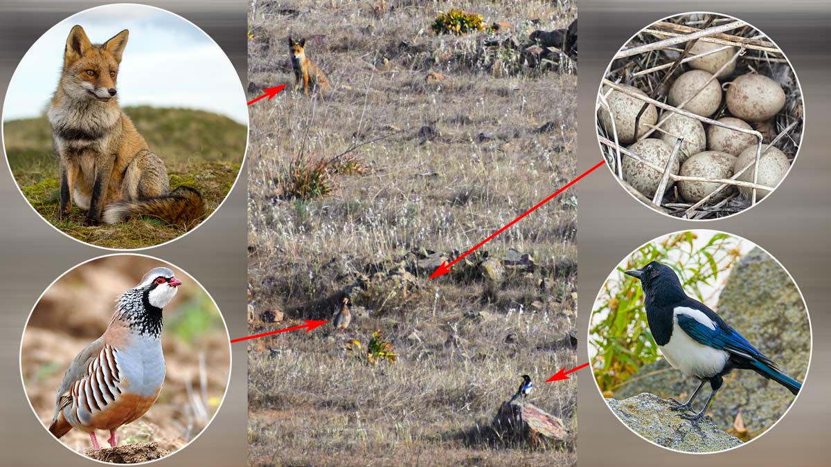 Los depredadores asedian los nidos de perdiz roja: un guarda rural lo ...