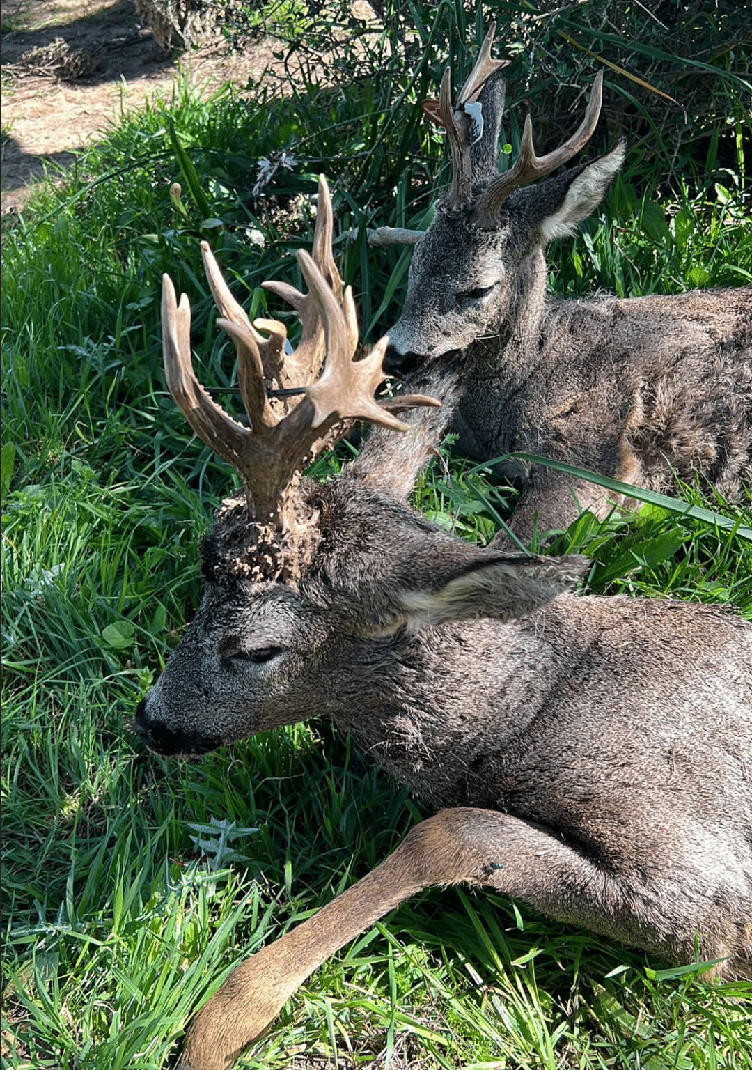 Cazan en Cádiz un corzo morisco que parecía tener un árbol en la cabeza ...