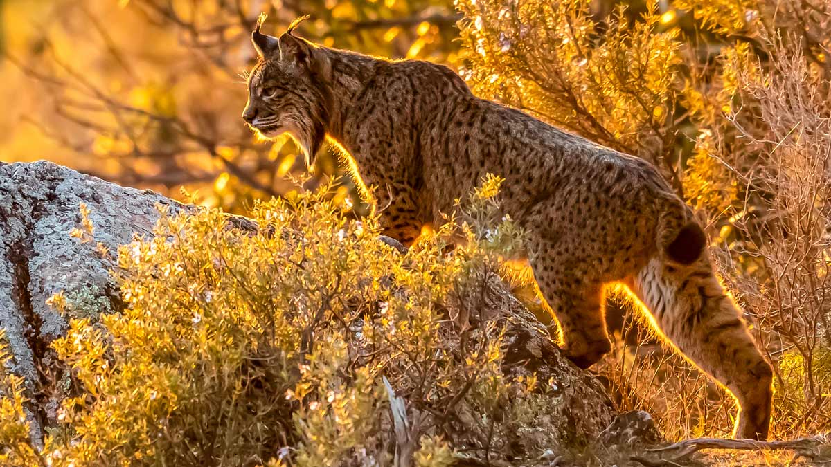 Estas son las zonas en las que Medio Ambiente plantea soltar linces ...
