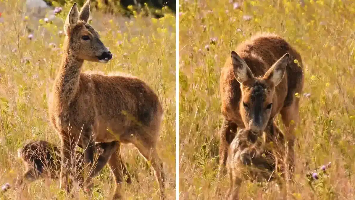 Graban el mágico momento en el que una corza llama y amamanta a su corcino