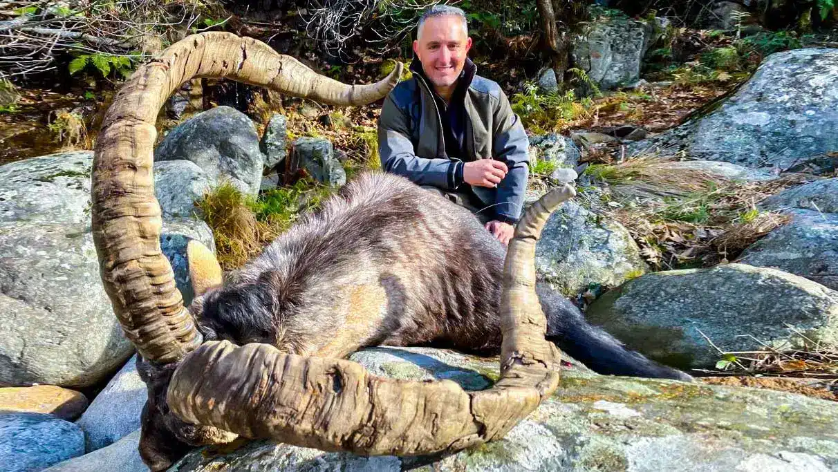 A record-breaking ibex is hunted in Gredos, one of the biggest of all time
