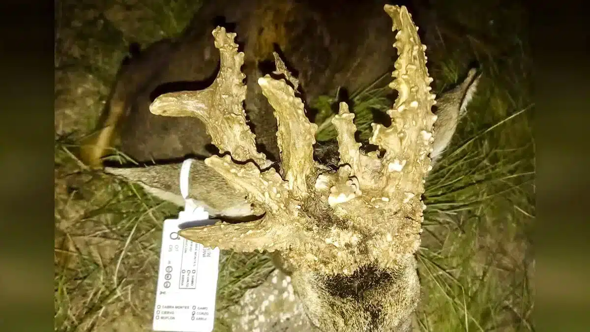 Cazan el corzo más sorprendente de la temporada: su cuerna parece ...