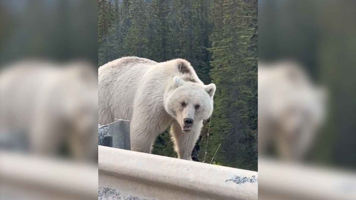Graban un increíble oso grizzly blanco, un ejemplar único
