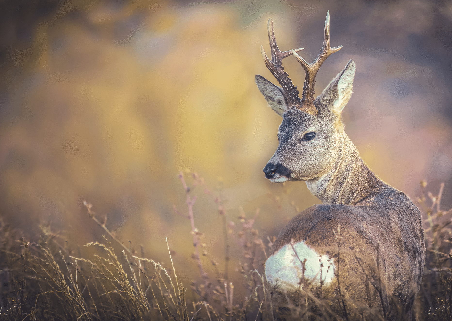 Diez corzos con los que cualquier cazador sueña (y no son oro)