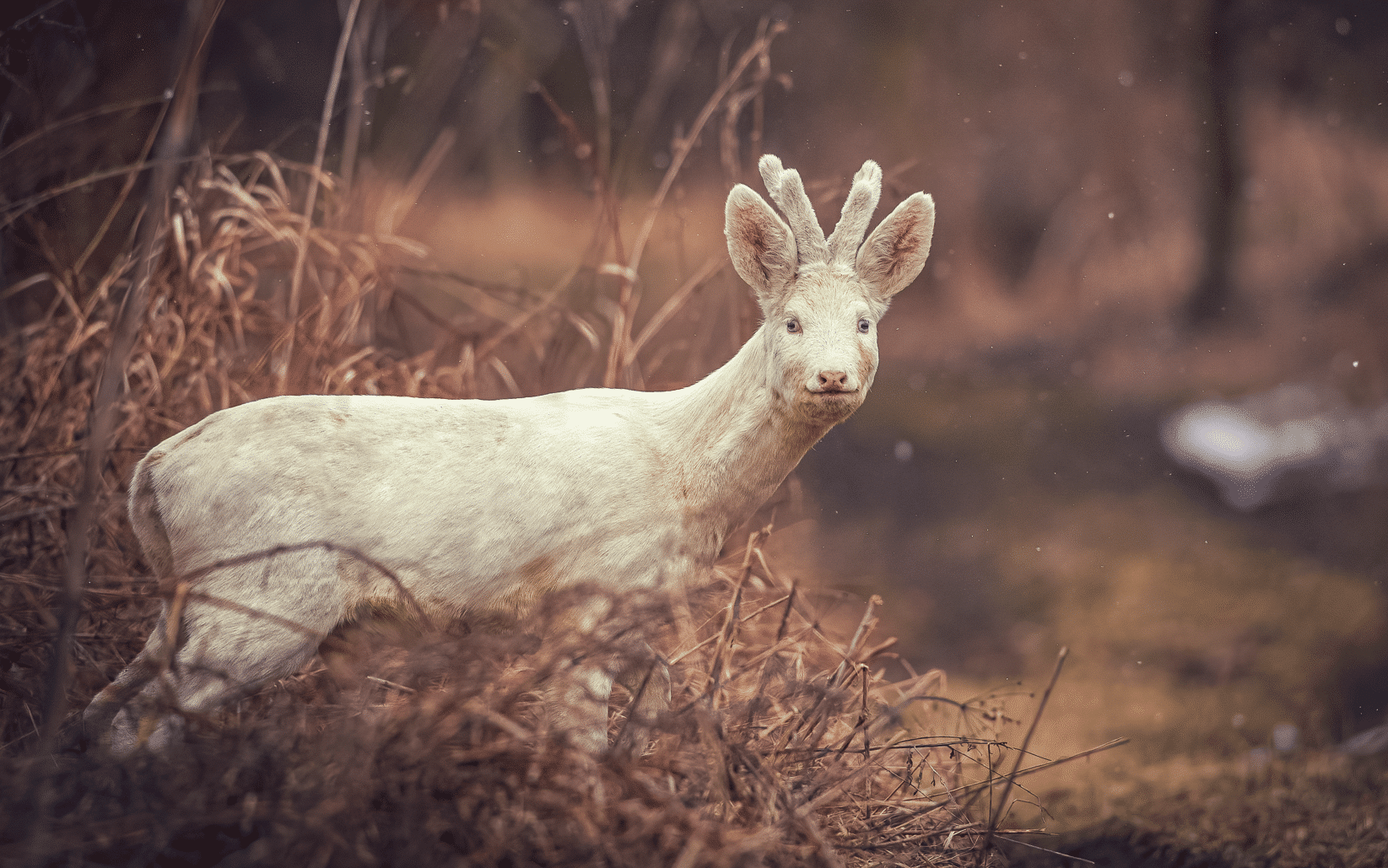 Diez corzos con los que cualquier cazador sueña (y no son oro)