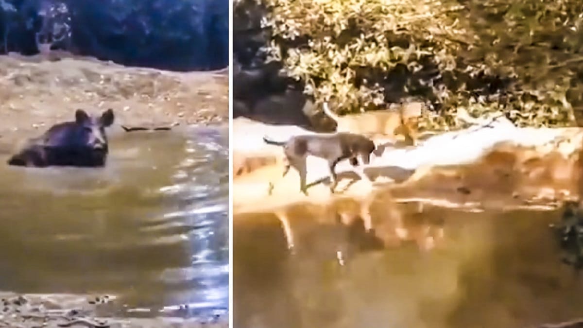 Un jabalí se la juega a la rehala de perros que le perseguía con esta ...