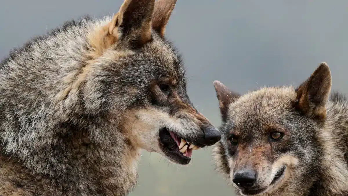 España, único país europeo en votar en contra de la caza del lobo ante su imparable aumento