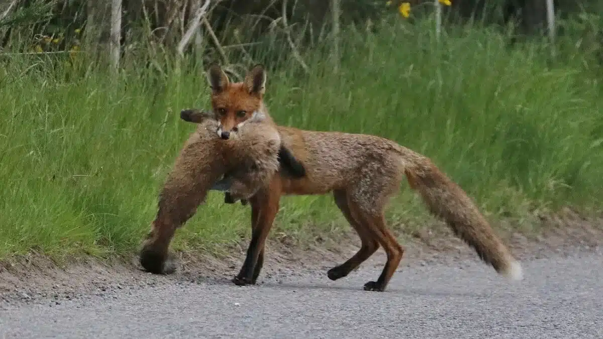 Registran un caso de canibalismo entre zorros
