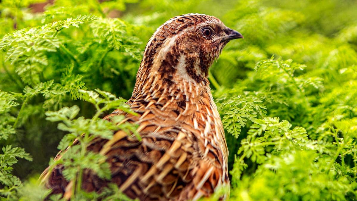 Los enigmas de la codorniz: cómo la urbanización afecta a su migración ...