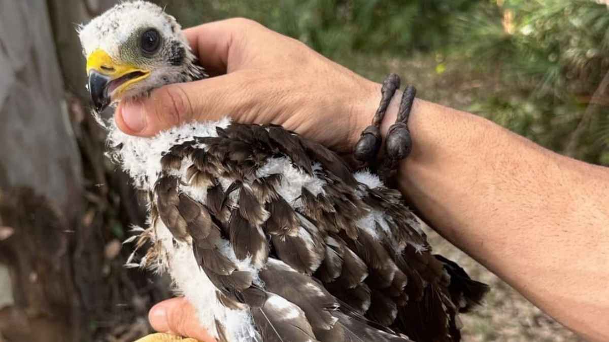Guardas rurales localizan el primer nido de abejero europeo en Doñana