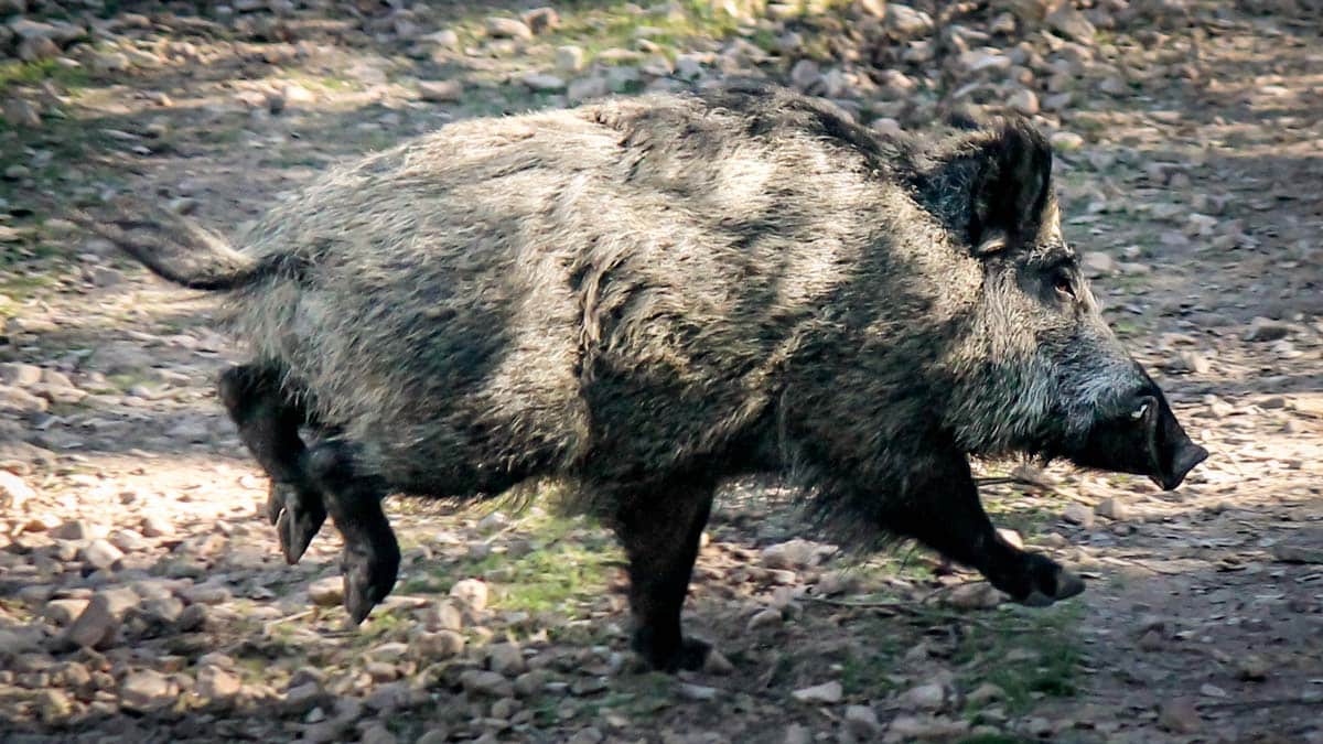 Castilla y León cambiará las normas de caza del jabalí: estas son las ...